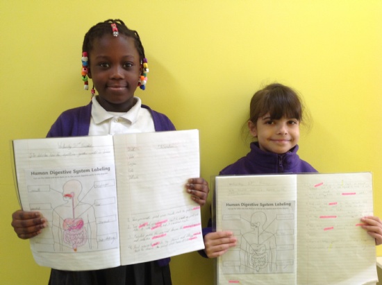 South Grove Primary School - Year 4 Explore the Digestive System!